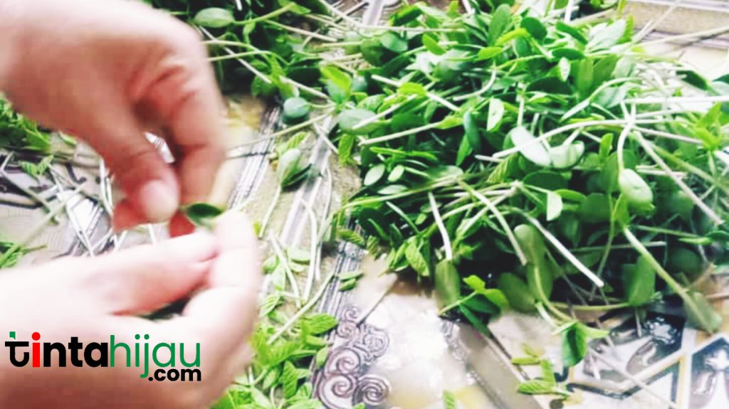 Katel, Lalaban yang Jadi Penghidupan Pasutri di Majalengka | TINTAHIJAU.com