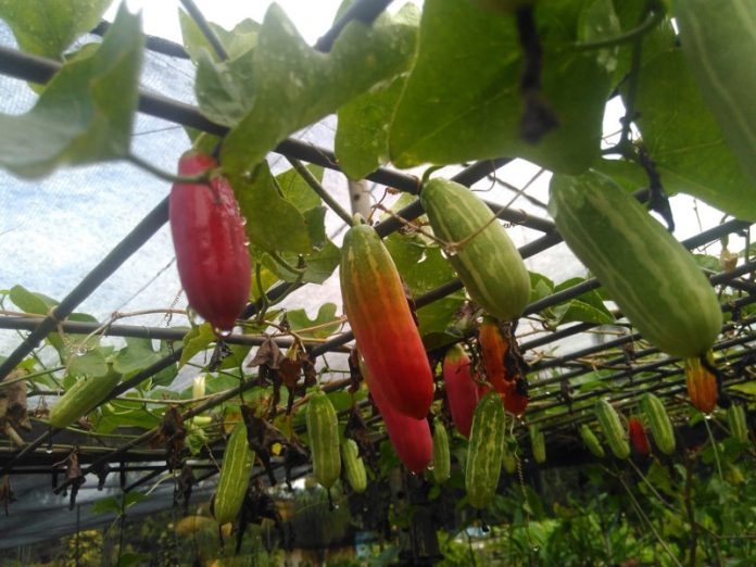 Timun Merah, Tanaman Ajaib dari Tanah Tropis | TINTAHIJAU.com