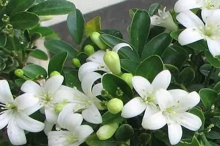 Manfaat Luar Biasa Tanaman Kemuning untuk Kesehatan dan Kecantikan ...